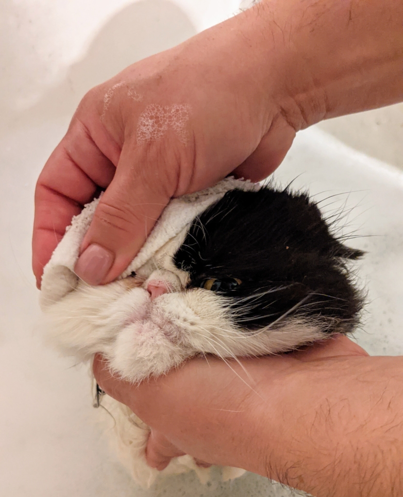 My Clean, Well-Groomed Cats - The Martha Stewart Blog