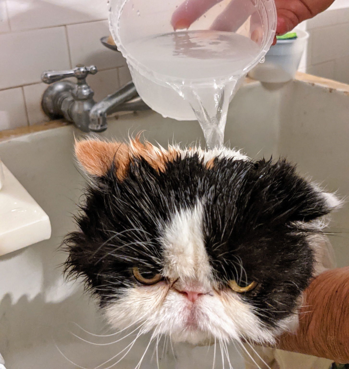 My Clean, Well-Groomed Cats - The Martha Stewart Blog