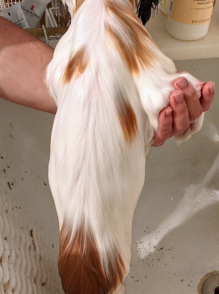 My Clean, Well-Groomed Cats - The Martha Stewart Blog