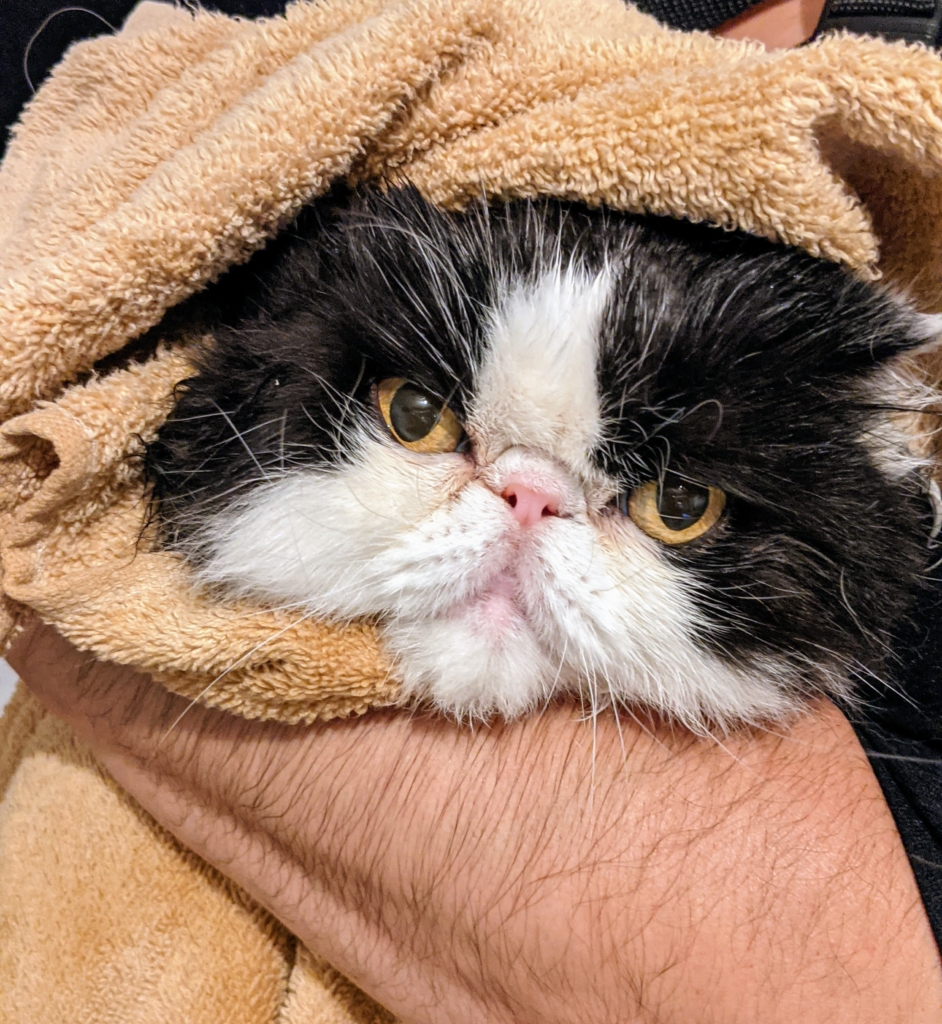 My Clean, Well-Groomed Cats - The Martha Stewart Blog