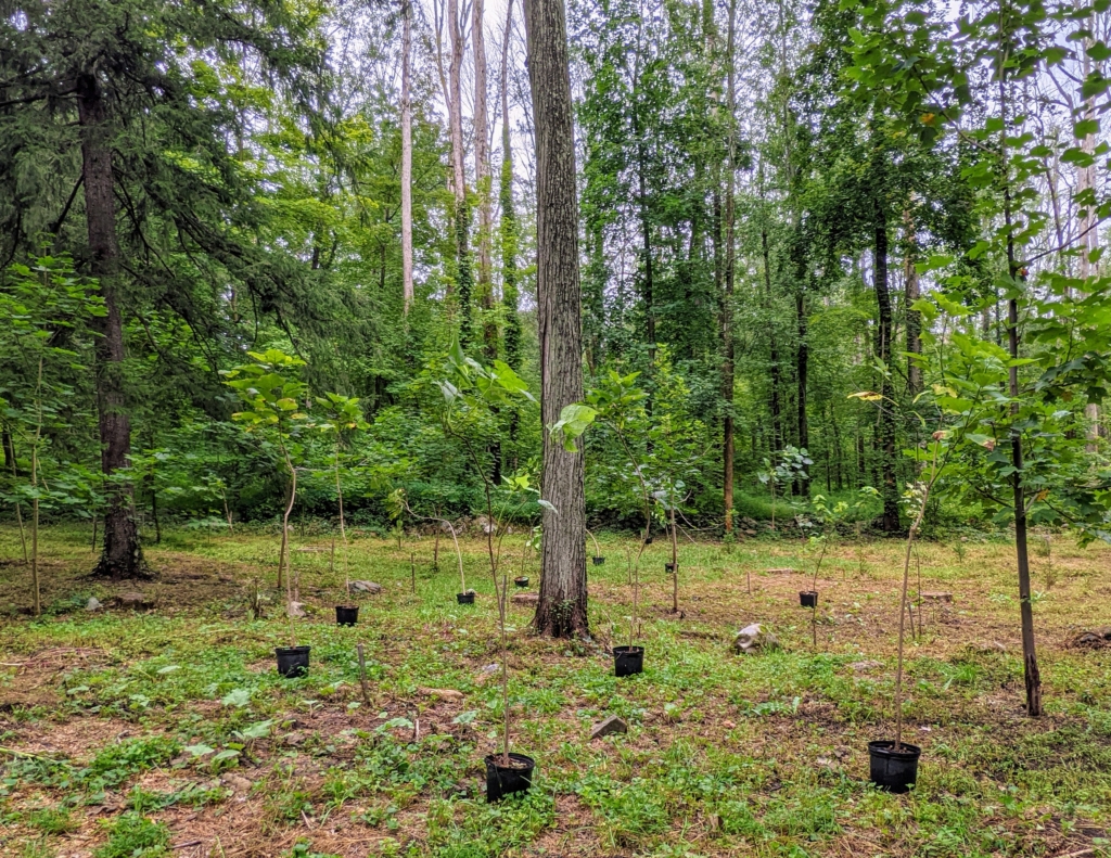 Planting Trees in the Woodland - The Martha Stewart Blog