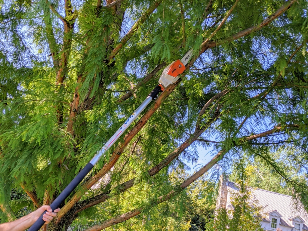 Pruning the Bald Cypress Trees - The Martha Stewart Blog
