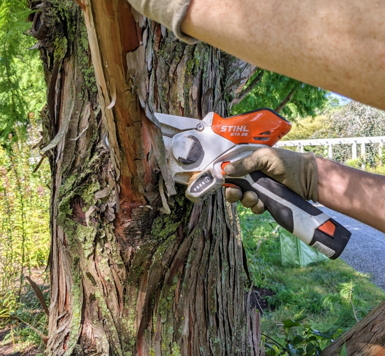 Pruning the Bald Cypress Trees - The Martha Stewart Blog