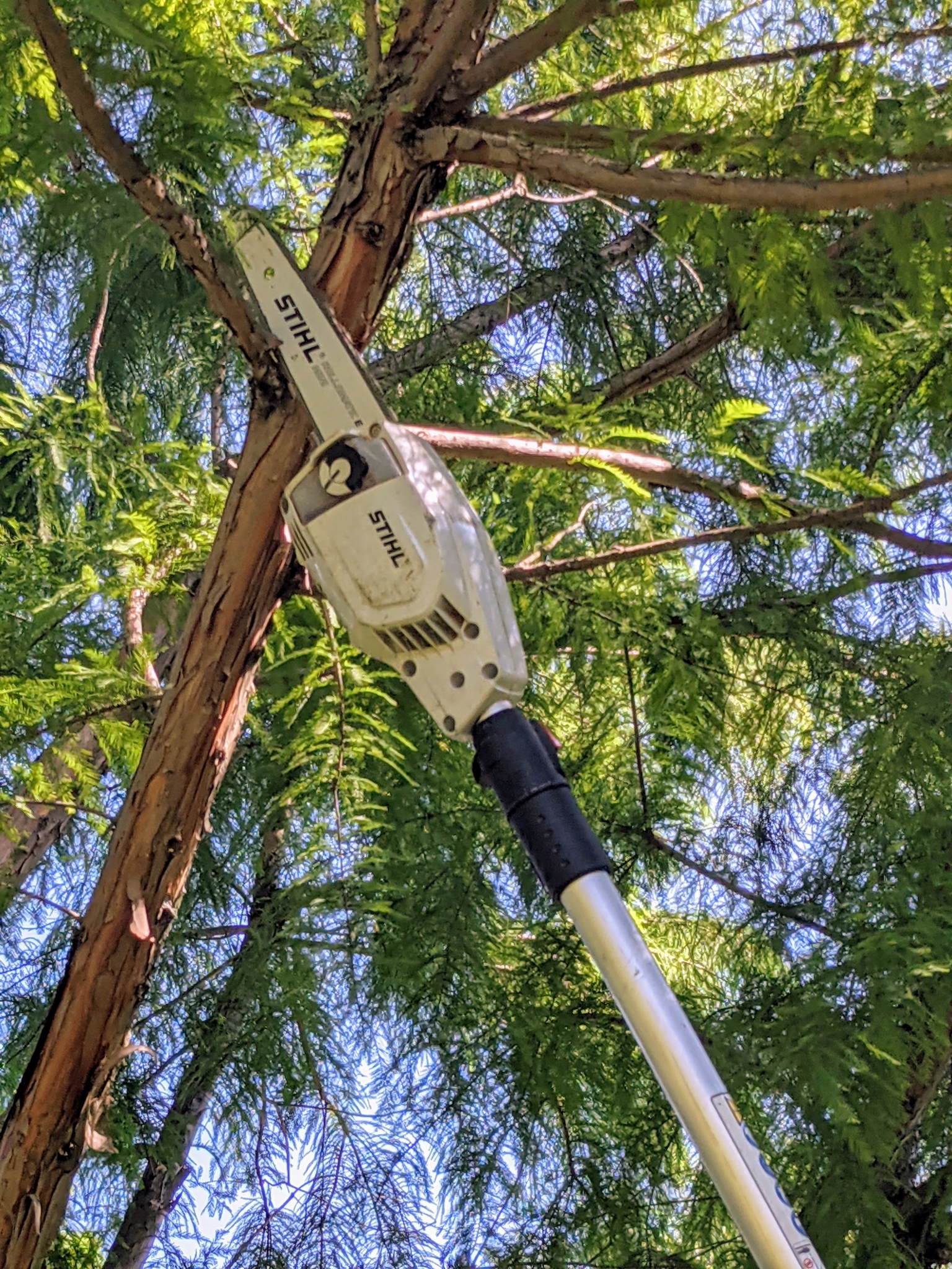 Pruning the Bald Cypress Trees - The Martha Stewart Blog