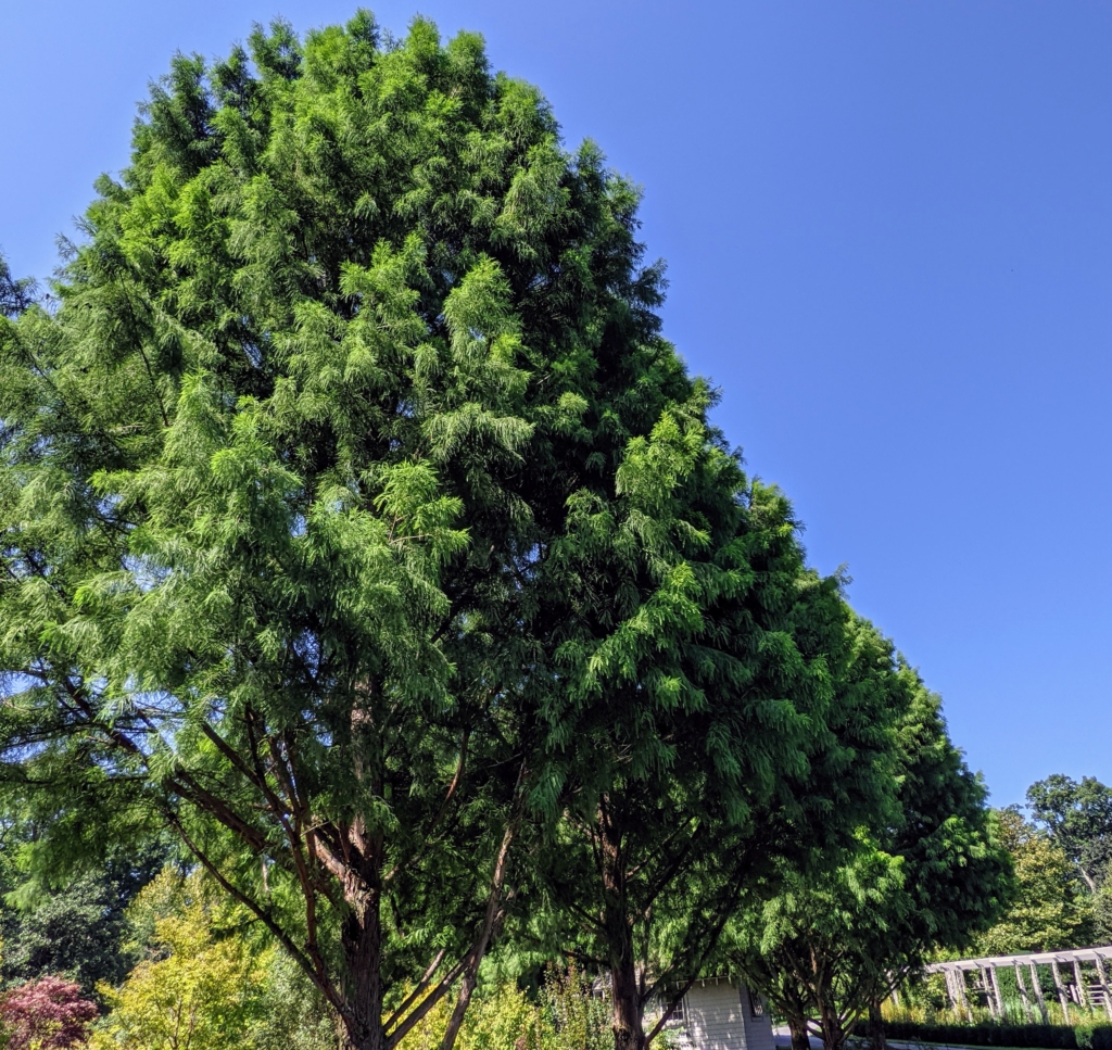 Pruning the Bald Cypress Trees - The Martha Stewart Blog
