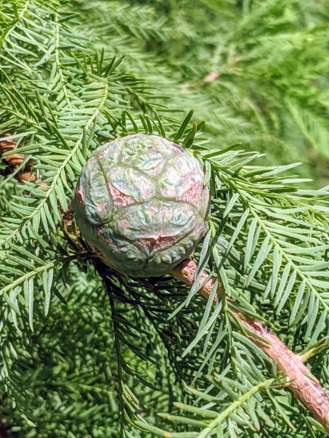 Pruning the Bald Cypress Trees - The Martha Stewart Blog