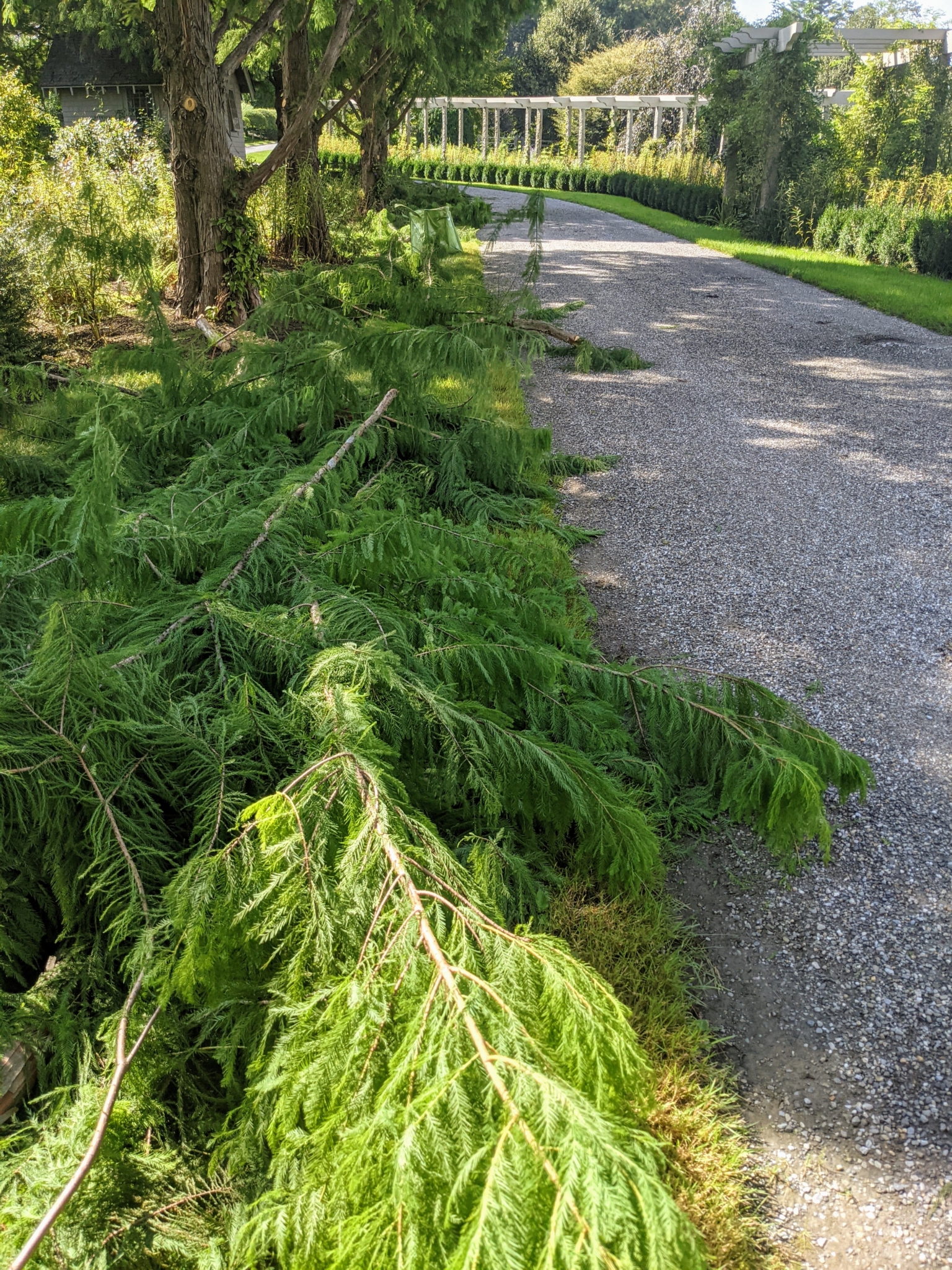 Pruning the Bald Cypress Trees - The Martha Stewart Blog