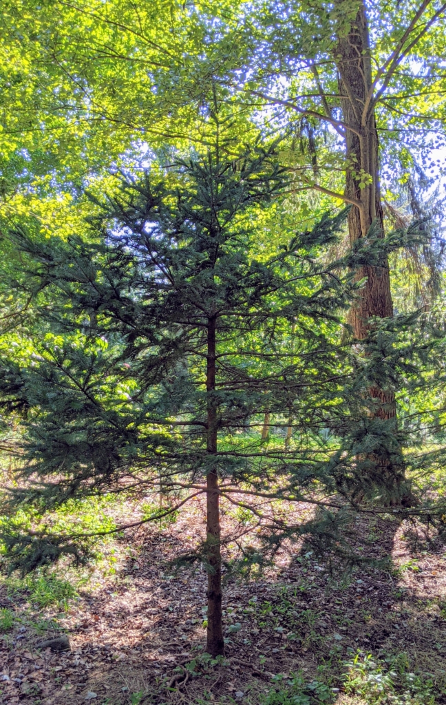 Planting Trees in the Woodland - The Martha Stewart Blog