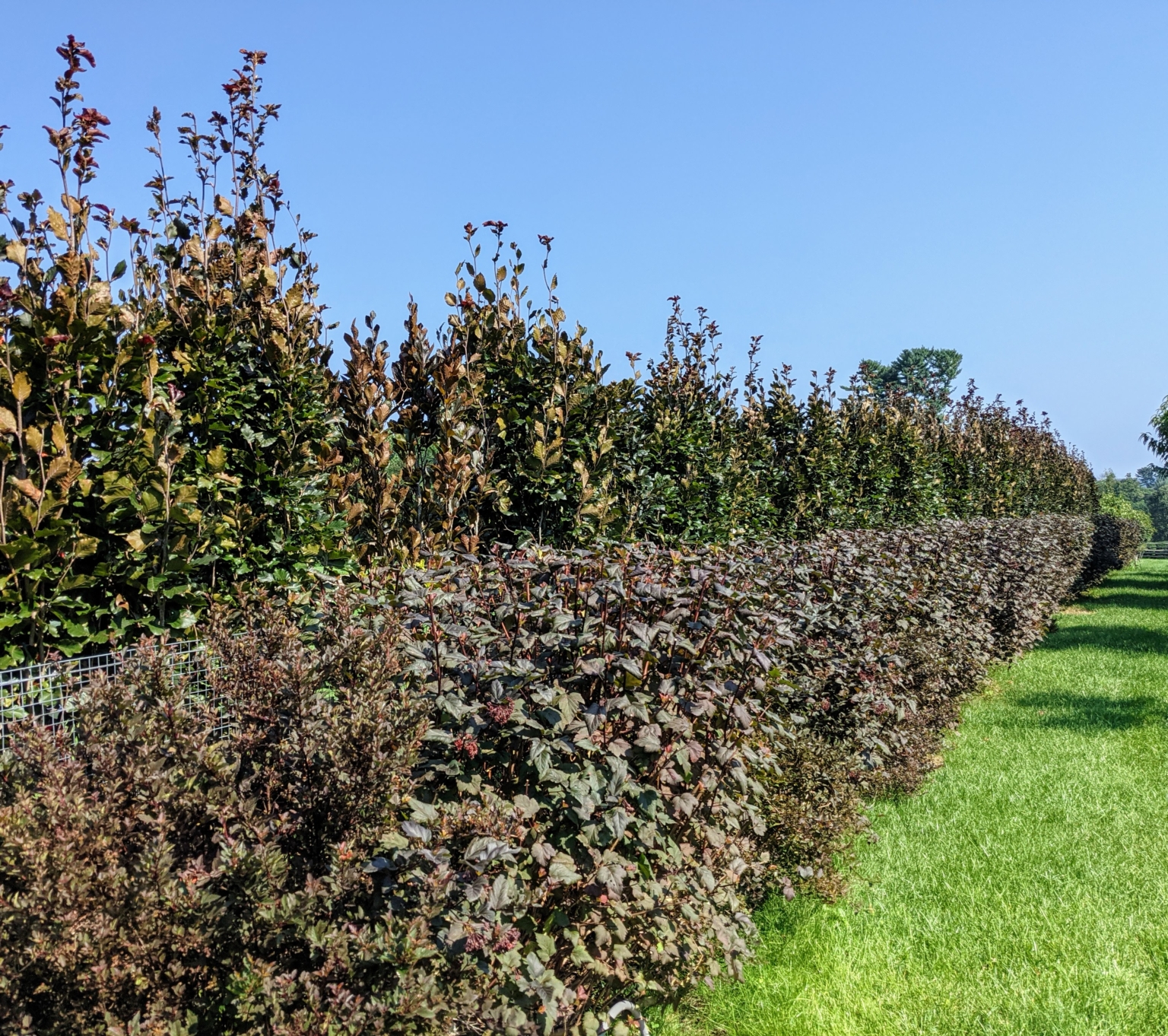 Pruning the Beech Hedge Around the Pool - The Martha Stewart Blog