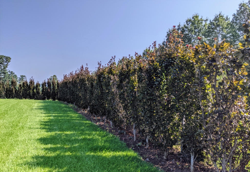 Pruning the Beech Hedge Around the Pool - The Martha Stewart Blog