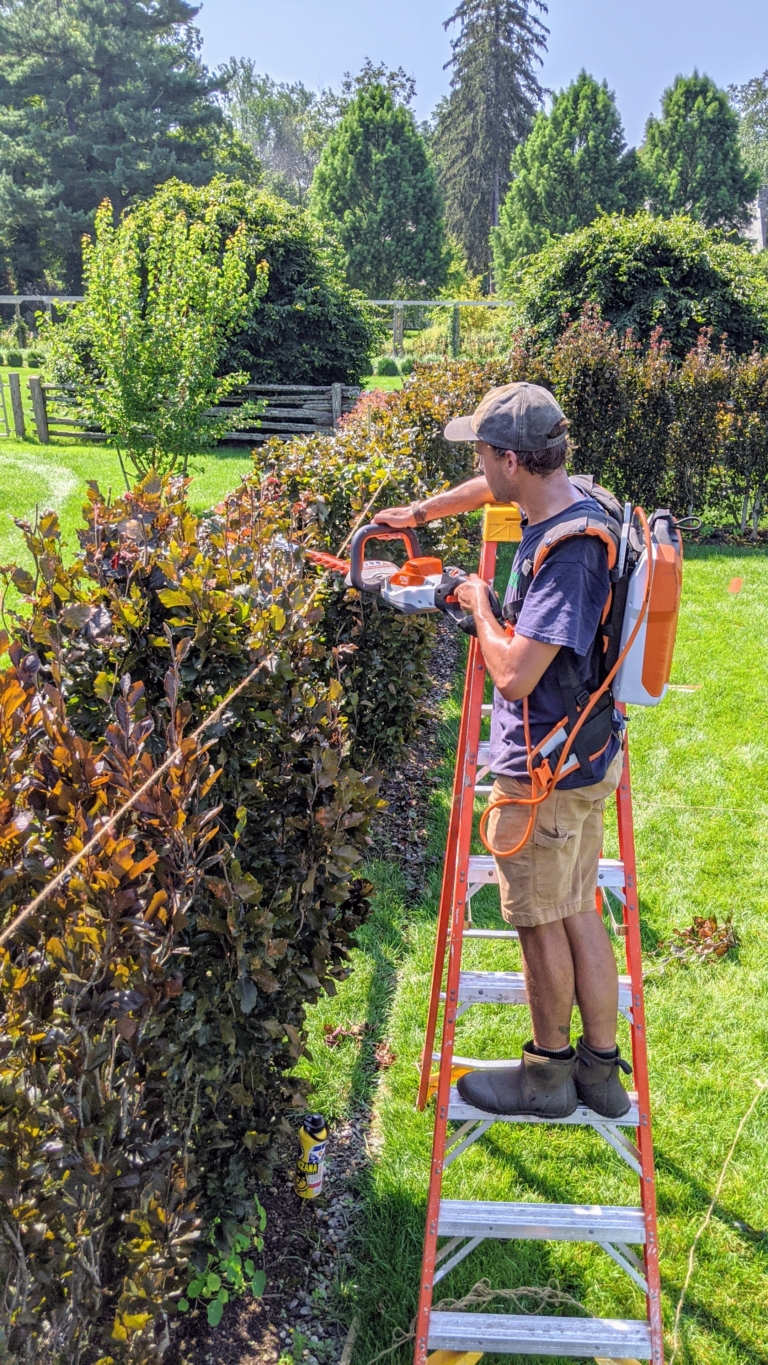 Pruning the Beech Hedge Around the Pool - The Martha Stewart Blog