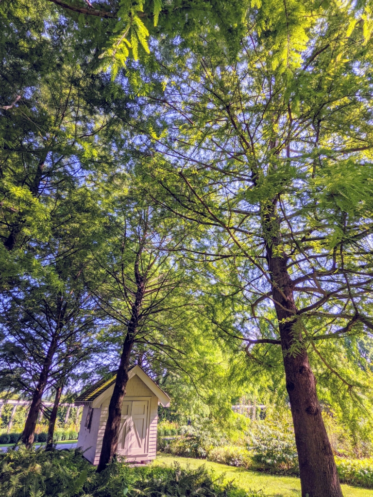 Pruning the Bald Cypress Trees - The Martha Stewart Blog