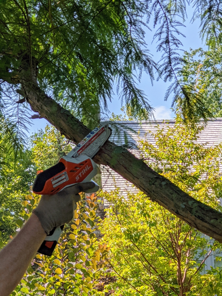 Pruning the Bald Cypress Trees - The Martha Stewart Blog