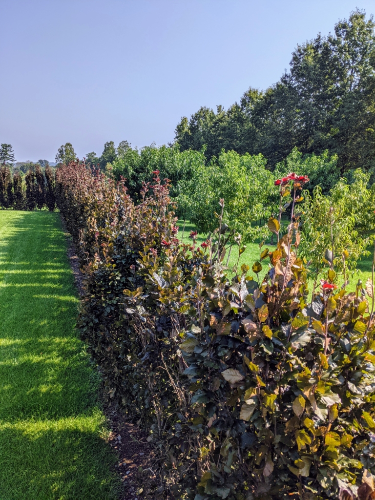 Pruning the Beech Hedge Around the Pool - The Martha Stewart Blog