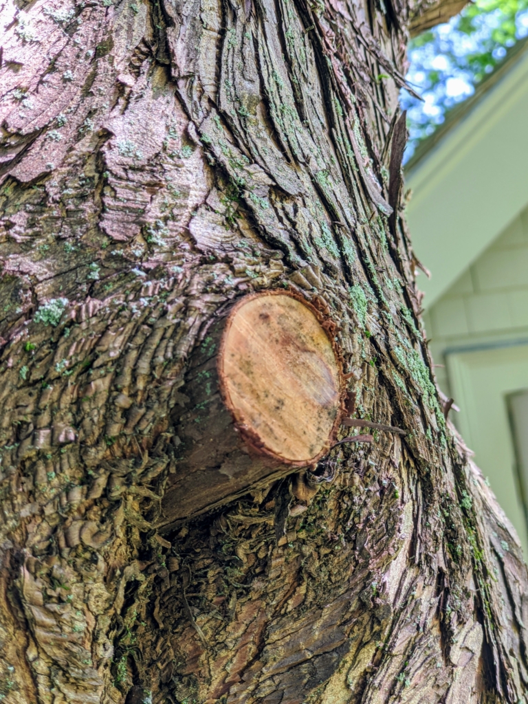Pruning the Bald Cypress Trees - The Martha Stewart Blog
