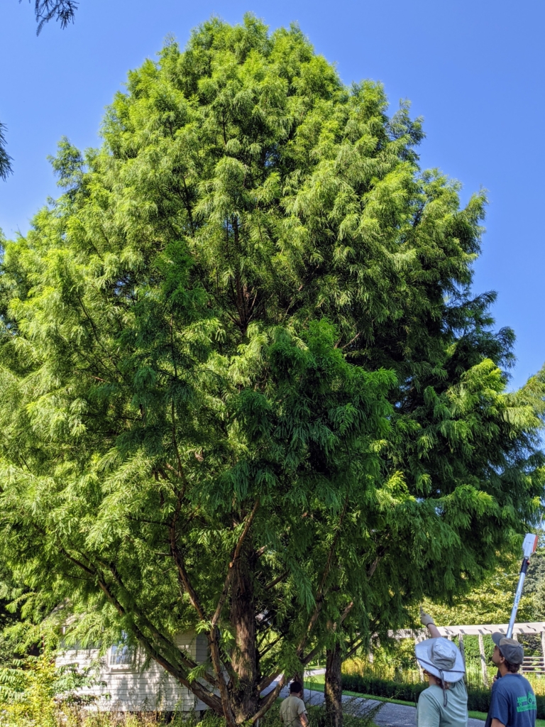 Pruning the Bald Cypress Trees - The Martha Stewart Blog
