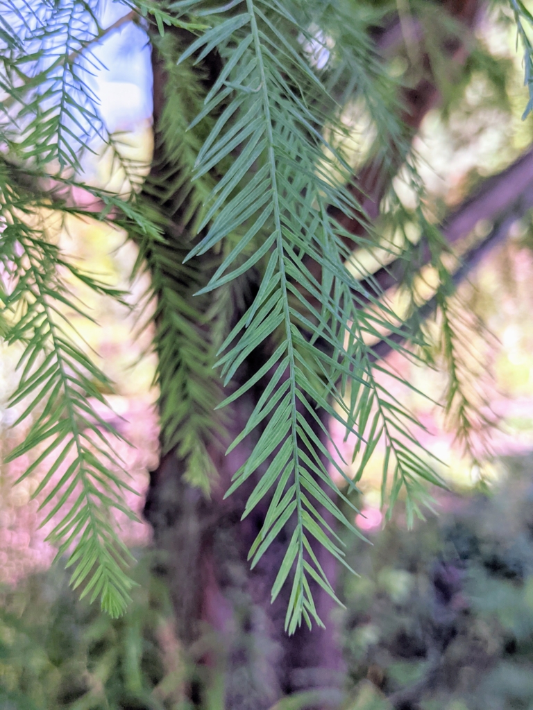 Pruning the Bald Cypress Trees - The Martha Stewart Blog