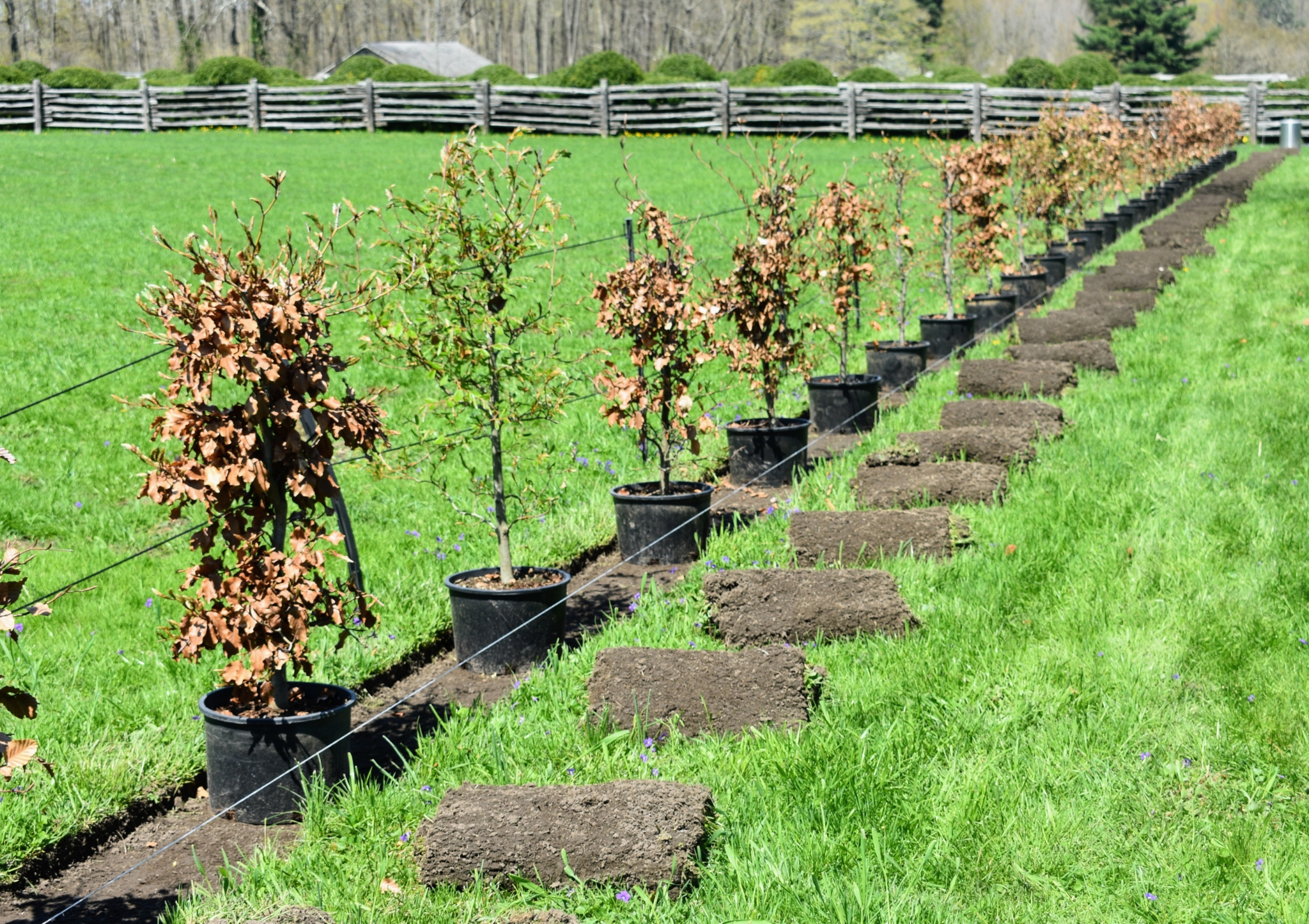 Caring for My European Beech Hedges - The Martha Stewart Blog