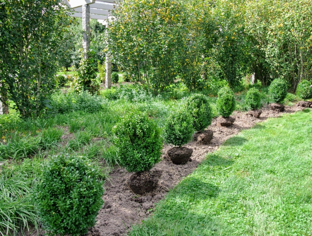 Maintaining the Pergola Garden - The Martha Stewart Blog