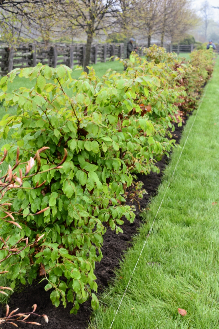 Caring for My European Beech Hedges - The Martha Stewart Blog