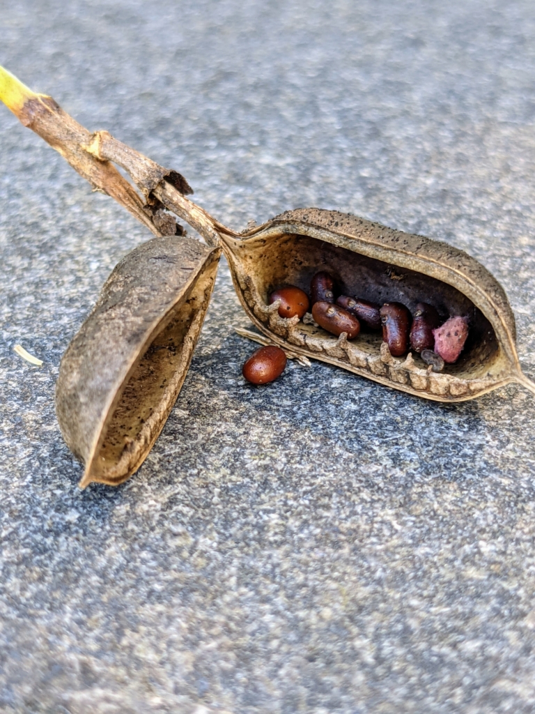 Saving Flower Seeds - The Martha Stewart Blog