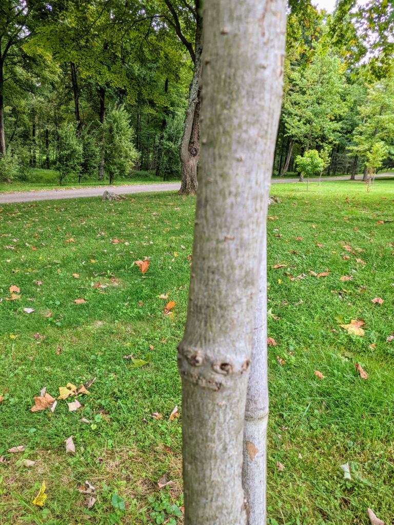 Planting Sweetgum Trees - The Martha Stewart Blog