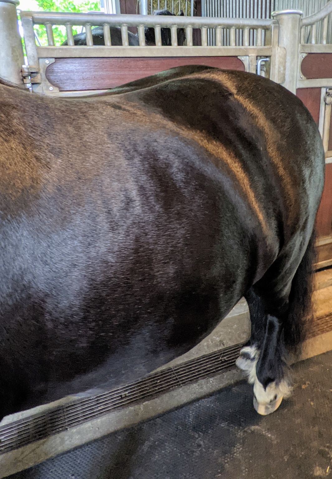 Caring for My Horses - The Martha Stewart Blog