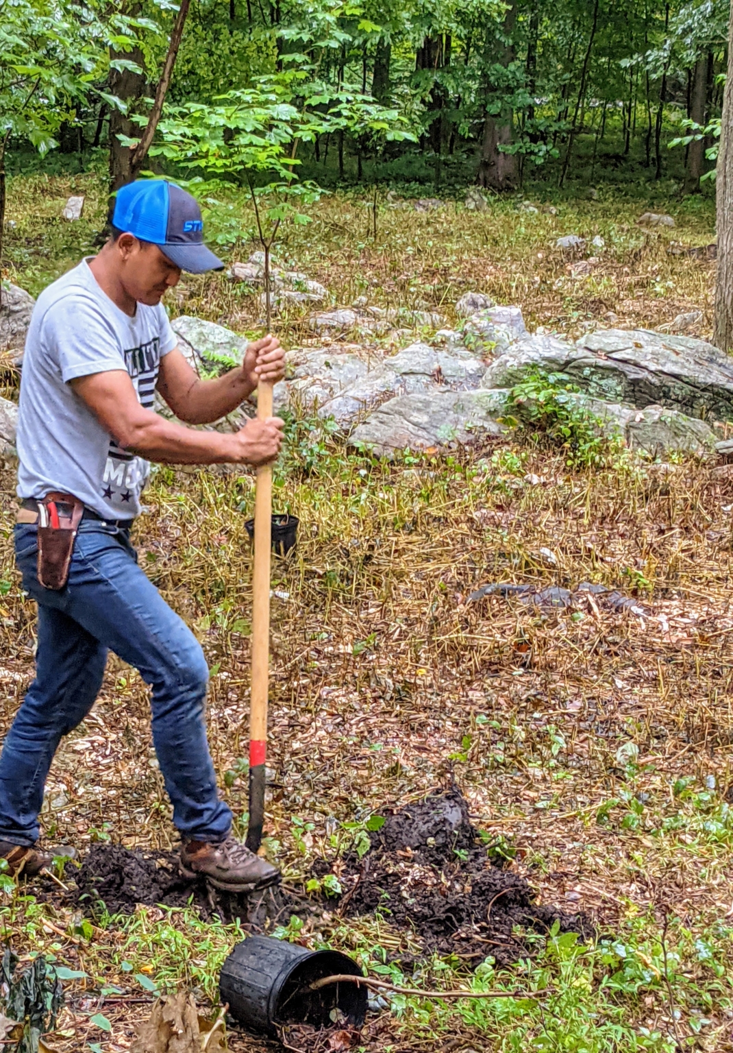 Planting Black Locust and Butternut Trees - The Martha Stewart Blog