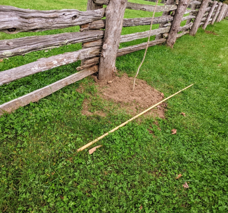 The Martha Stewart Blog : Blog Archive Planting Bur Oak Trees - The ...