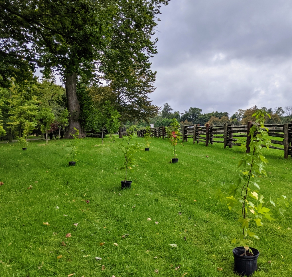 Planting Sweetgum Trees - The Martha Stewart Blog