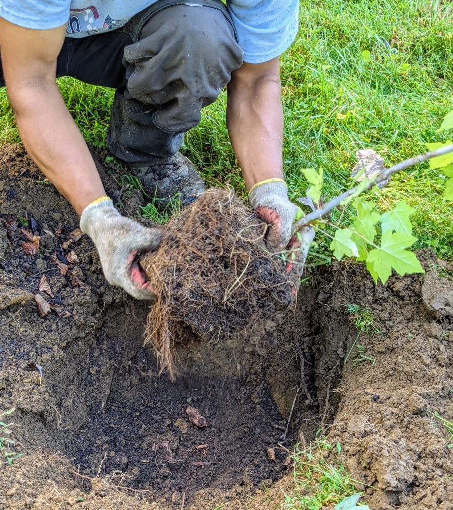 Planting Sweetgum Trees - The Martha Stewart Blog