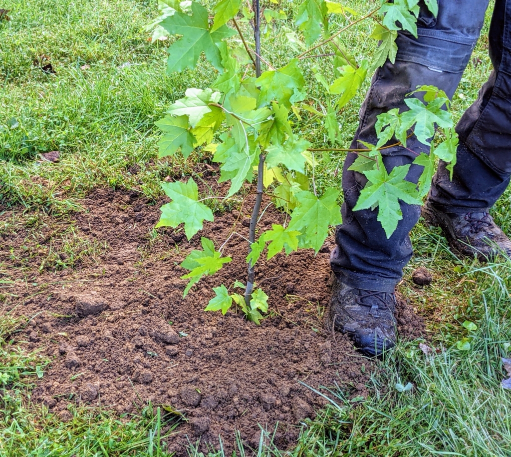 The Martha Stewart Blog : Blog Archive Planting Sweetgum Trees - The ...