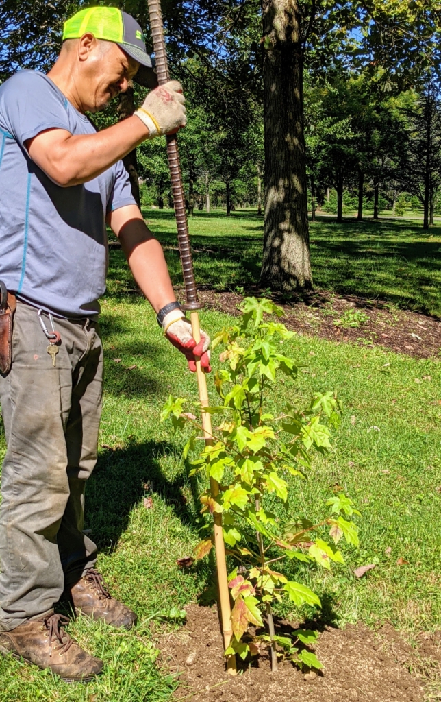 Planting Sweetgum Trees - The Martha Stewart Blog
