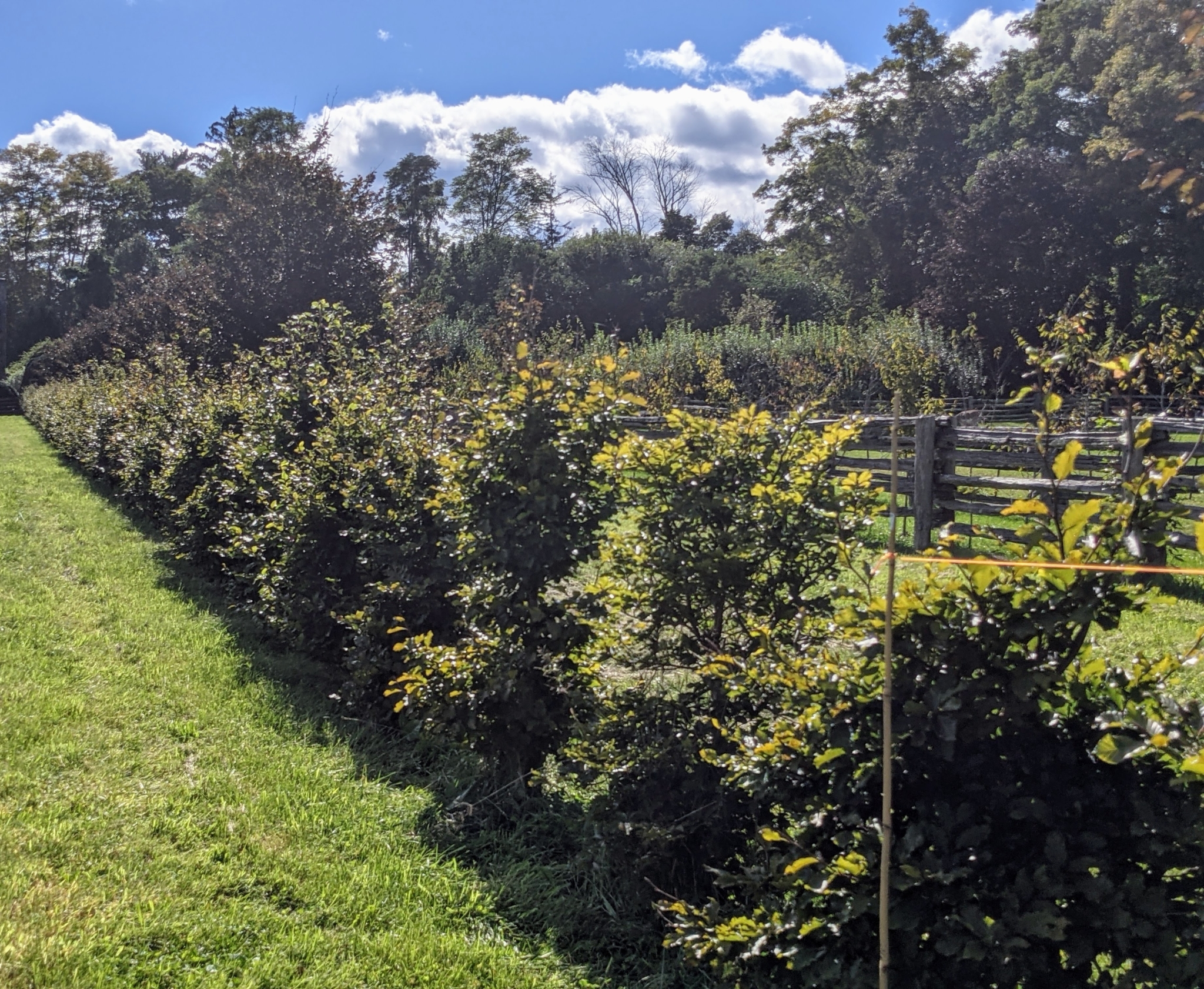 Caring for My European Beech Hedges - The Martha Stewart Blog