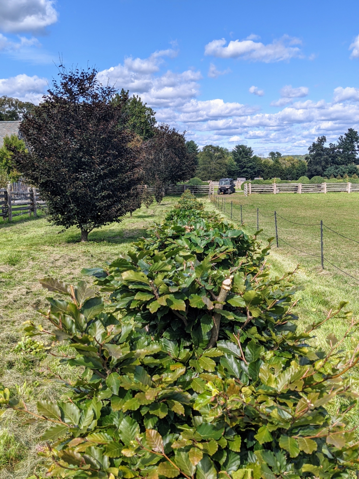 Caring for My European Beech Hedges - The Martha Stewart Blog