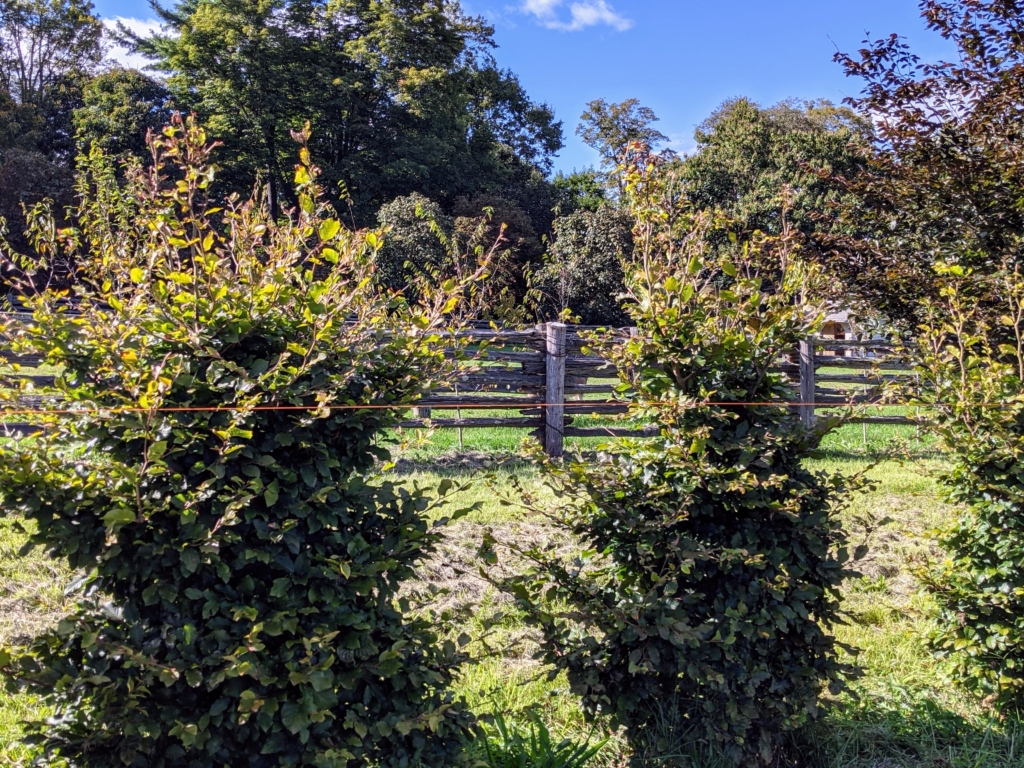 Caring for My European Beech Hedges - The Martha Stewart Blog