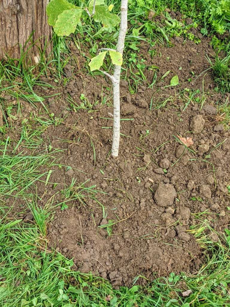 Planting Bur Oak Trees - The Martha Stewart Blog