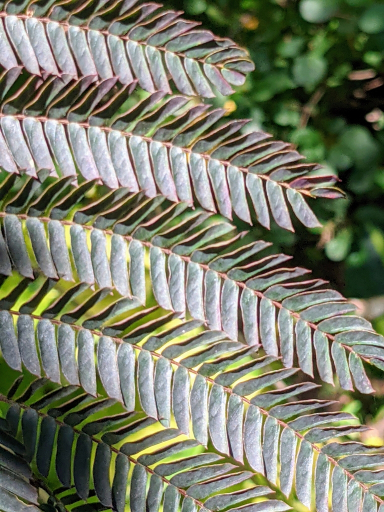 A Branch Falls from the Mighty Ginkgo Tree at My Farm - The Martha ...