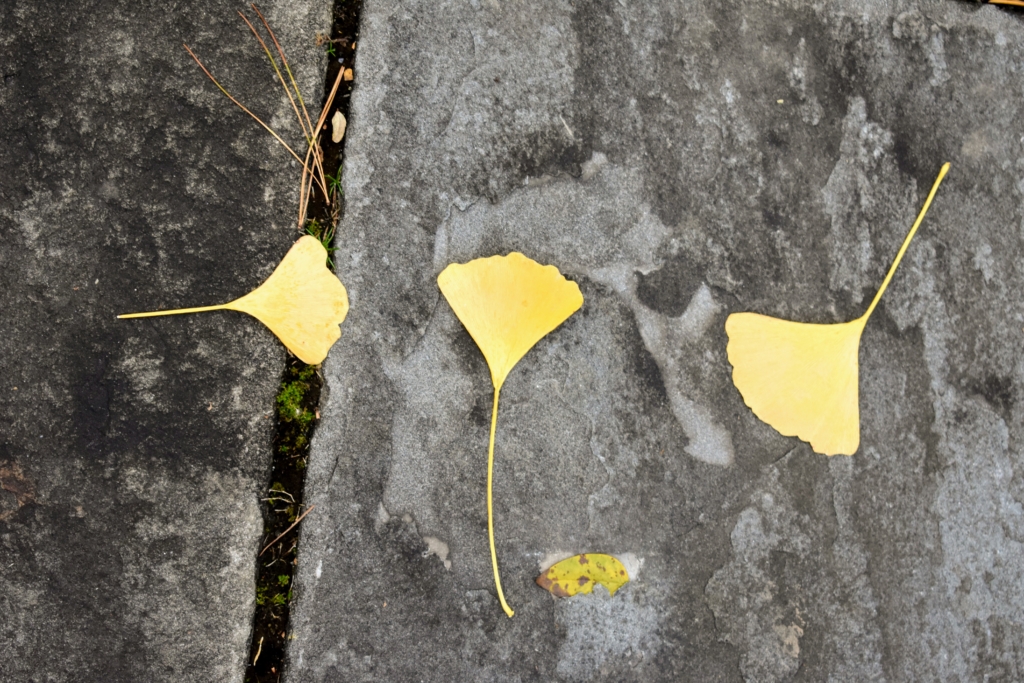 A Branch Falls from the Mighty Ginkgo Tree at My Farm - The Martha ...