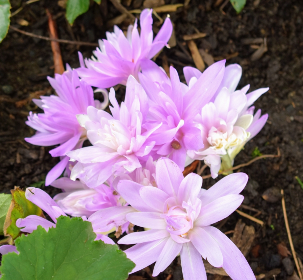 The Fall Colchicum - The Martha Stewart Blog