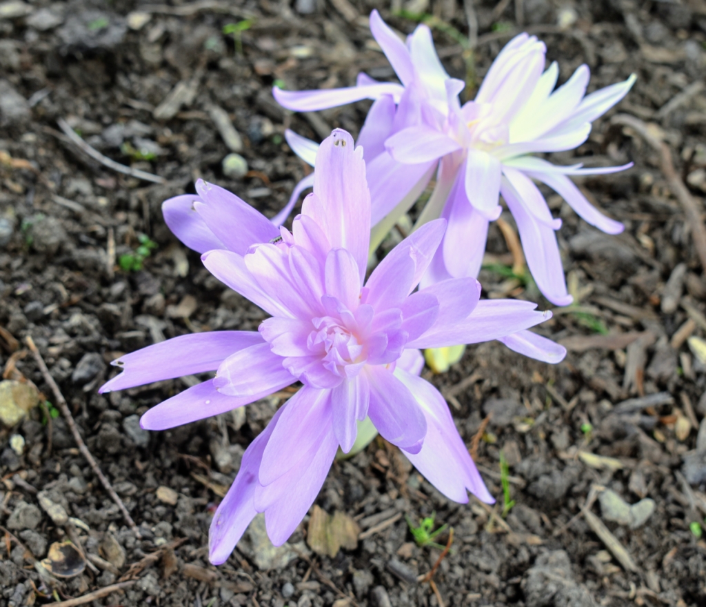 The Fall Colchicum - The Martha Stewart Blog
