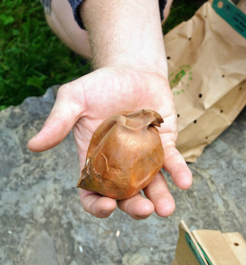 The Fall Colchicum - The Martha Stewart Blog