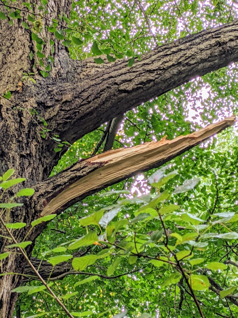 A Branch Falls from the Mighty Ginkgo Tree at My Farm - The Martha ...