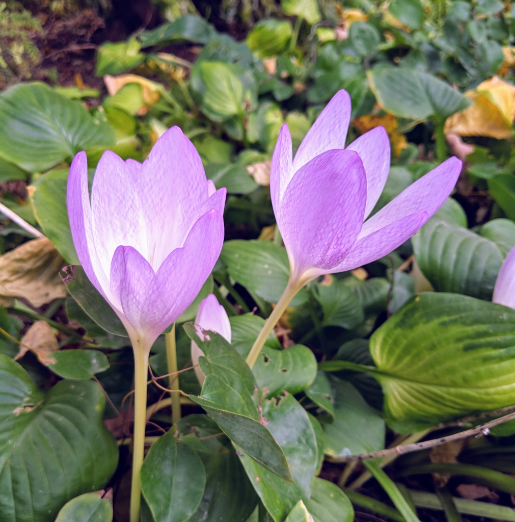 The Fall Colchicum - The Martha Stewart Blog