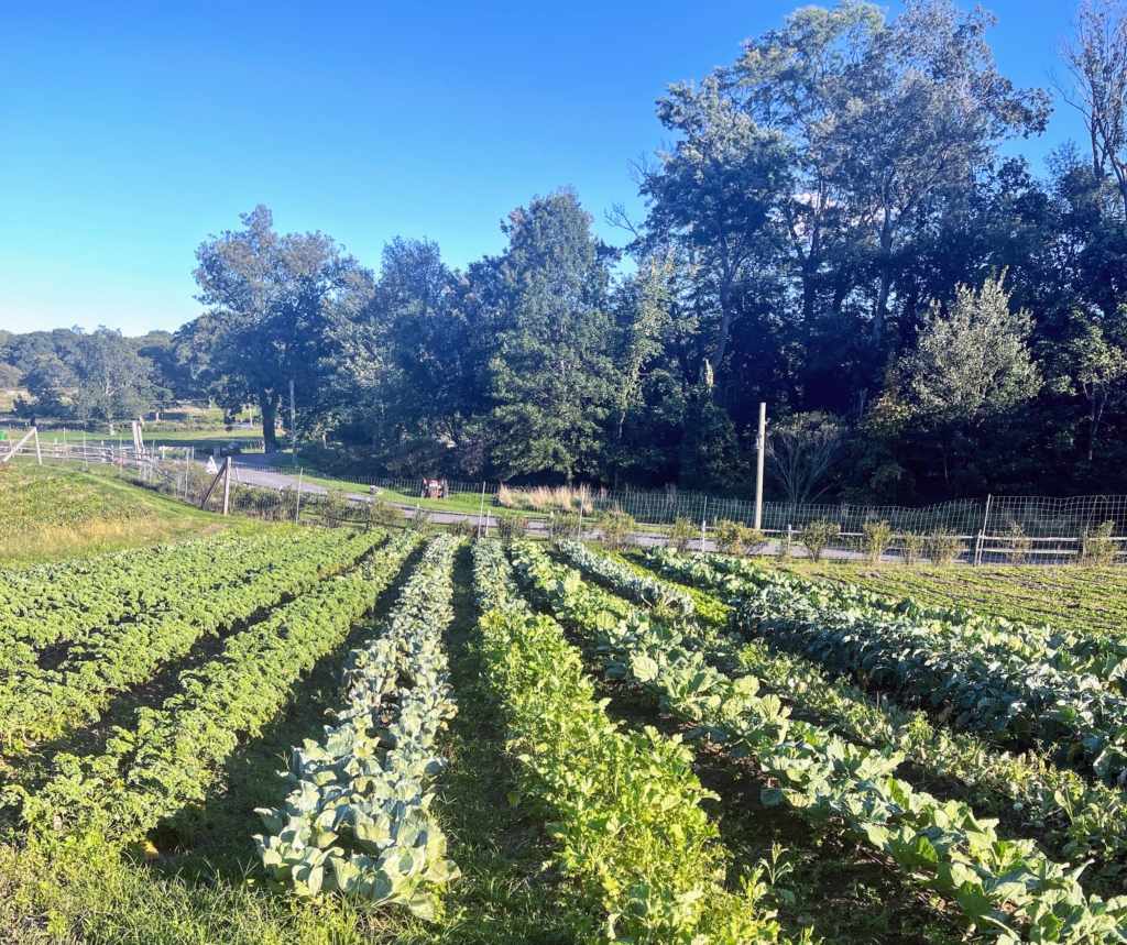Harvest Feast at Stone Barns Center for Food & Agriculture - The Martha ...