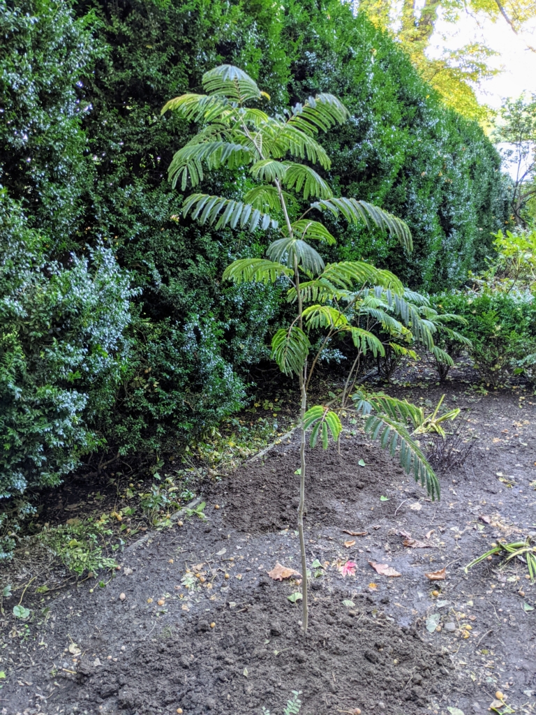 A Branch Falls from the Mighty Ginkgo Tree at My Farm - The Martha ...
