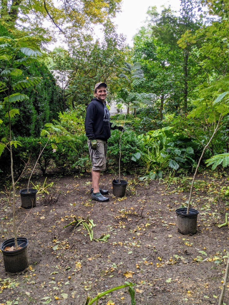 A Branch Falls from the Mighty Ginkgo Tree at My Farm - The Martha ...