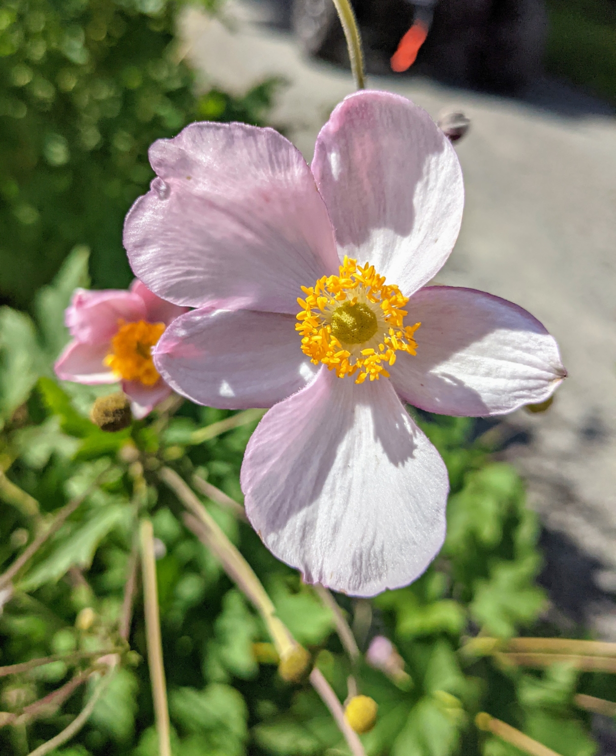 Late-Season Perennials Still Blooming in the Gardens - The Martha ...