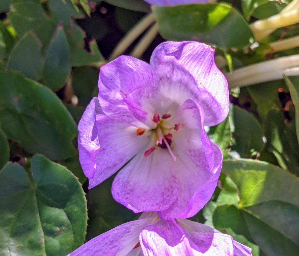 The Fall Colchicum - The Martha Stewart Blog