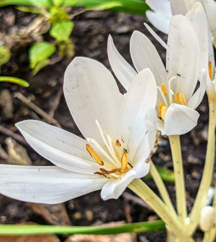 The Fall Colchicum - The Martha Stewart Blog